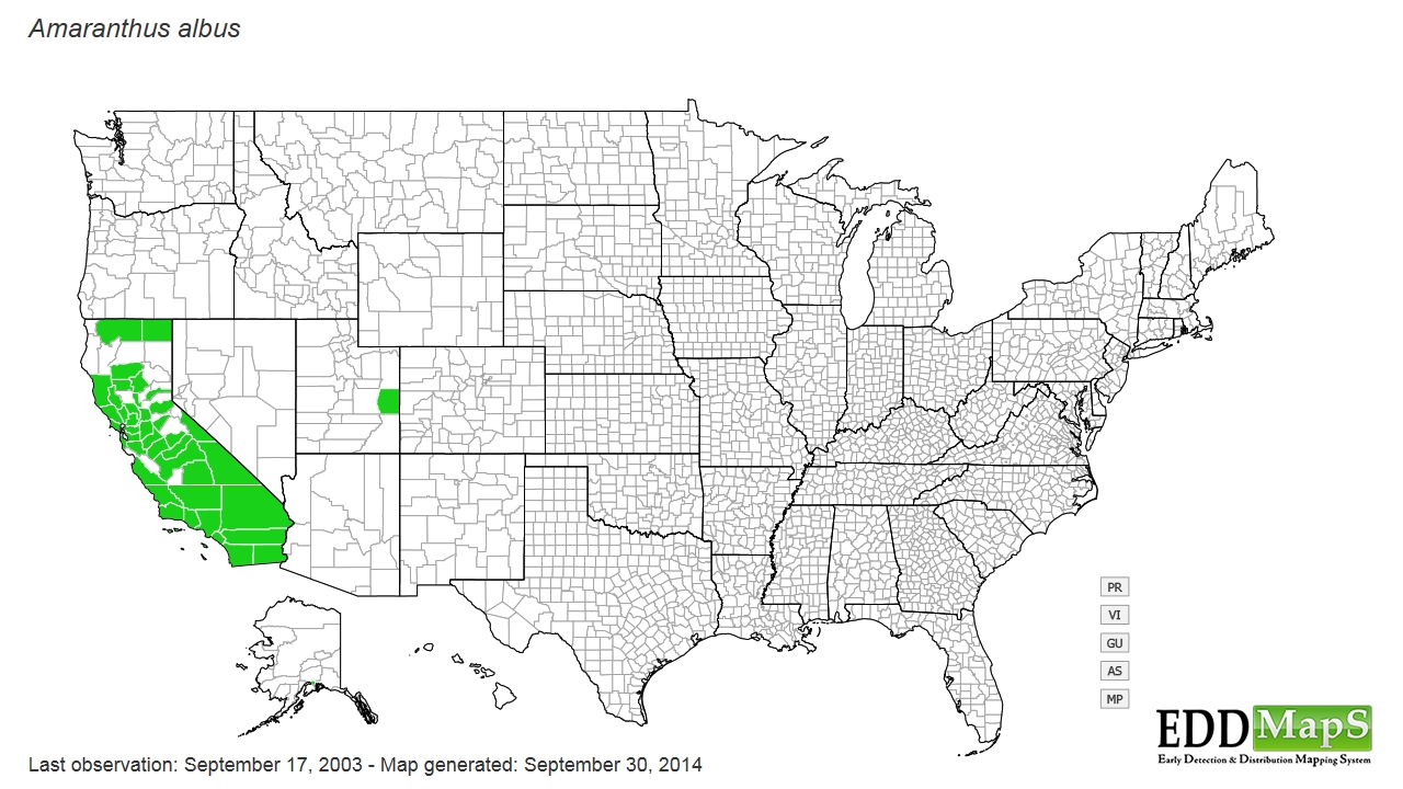 tumble pigweed, Amaranthus albus Caryophyllales: Amaranthaceae