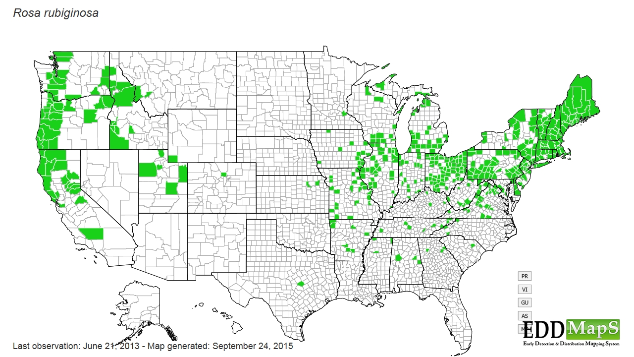 sweetbriar, Rosa rubiginosa Rosales: Rosaceae