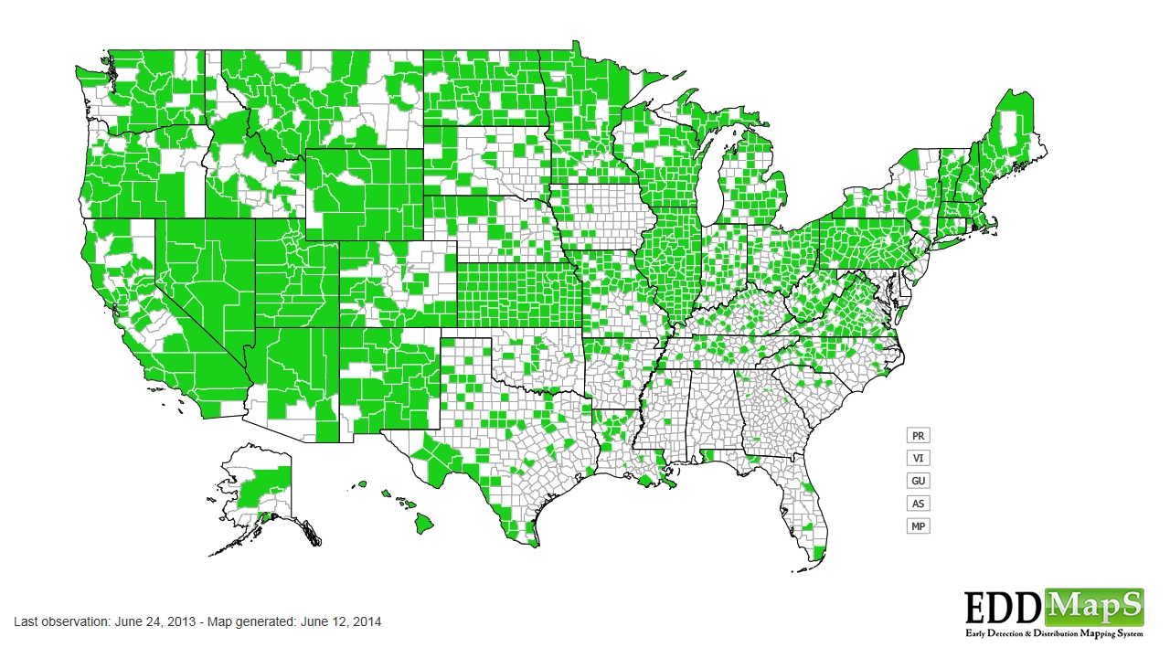 alfalfa, Medicago sativa N/A Fabales: Fabaceae (Leguminosae)