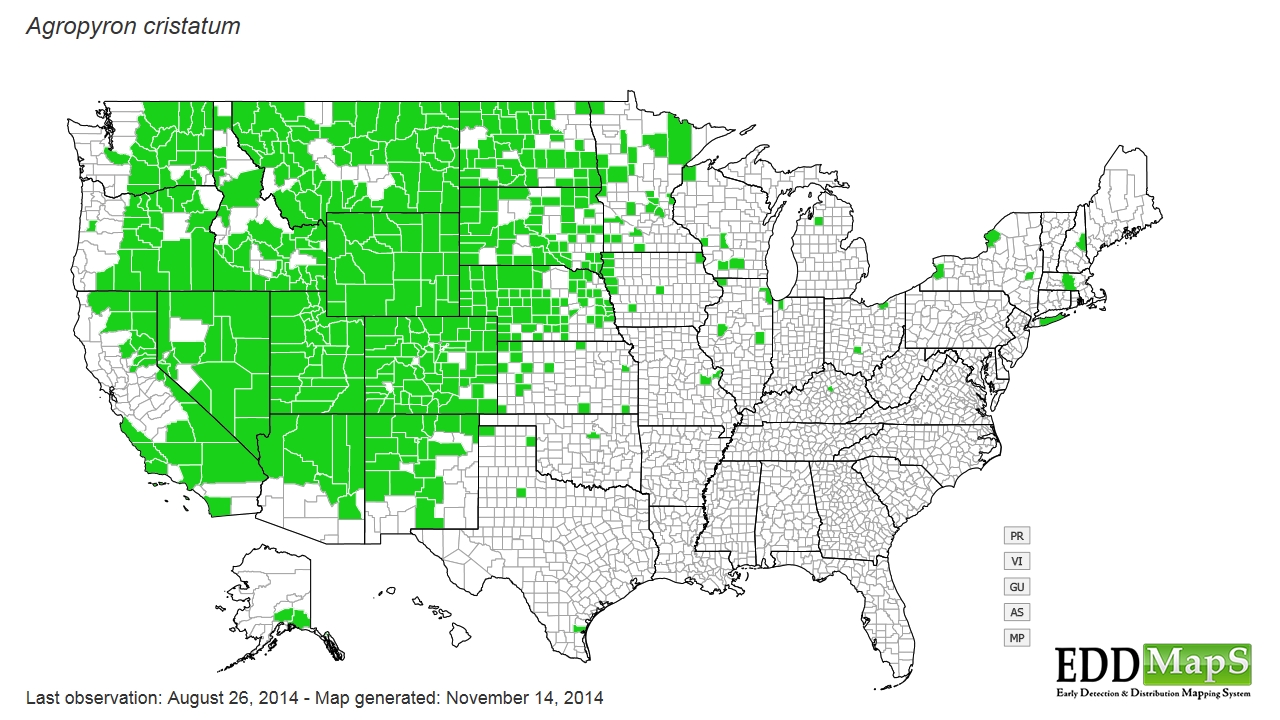 crested wheatgrass, Agropyron cristatum N/A Cyperales: Poaceae