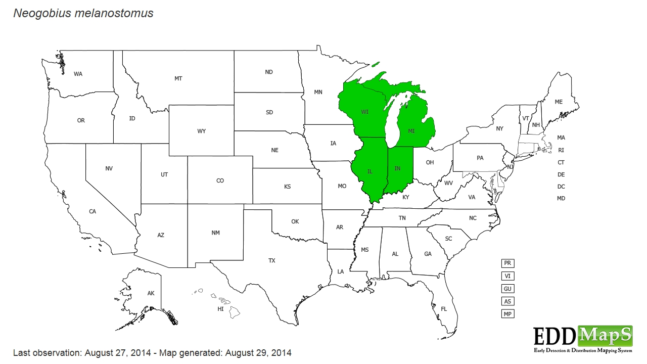 round goby (Neogobius melanostomus) - EDDMapS State Distribution