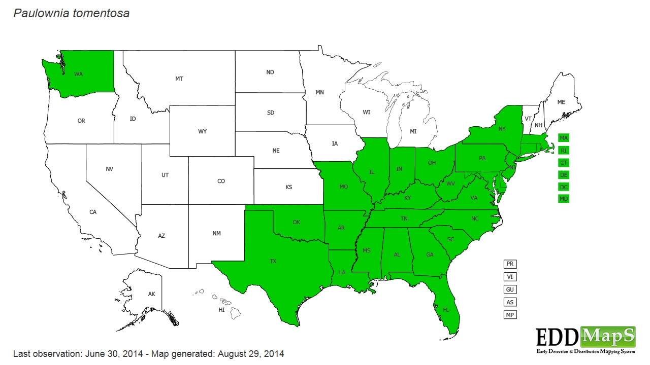 princesstree (Paulownia tomentosa) - EDDMapS State Distribution