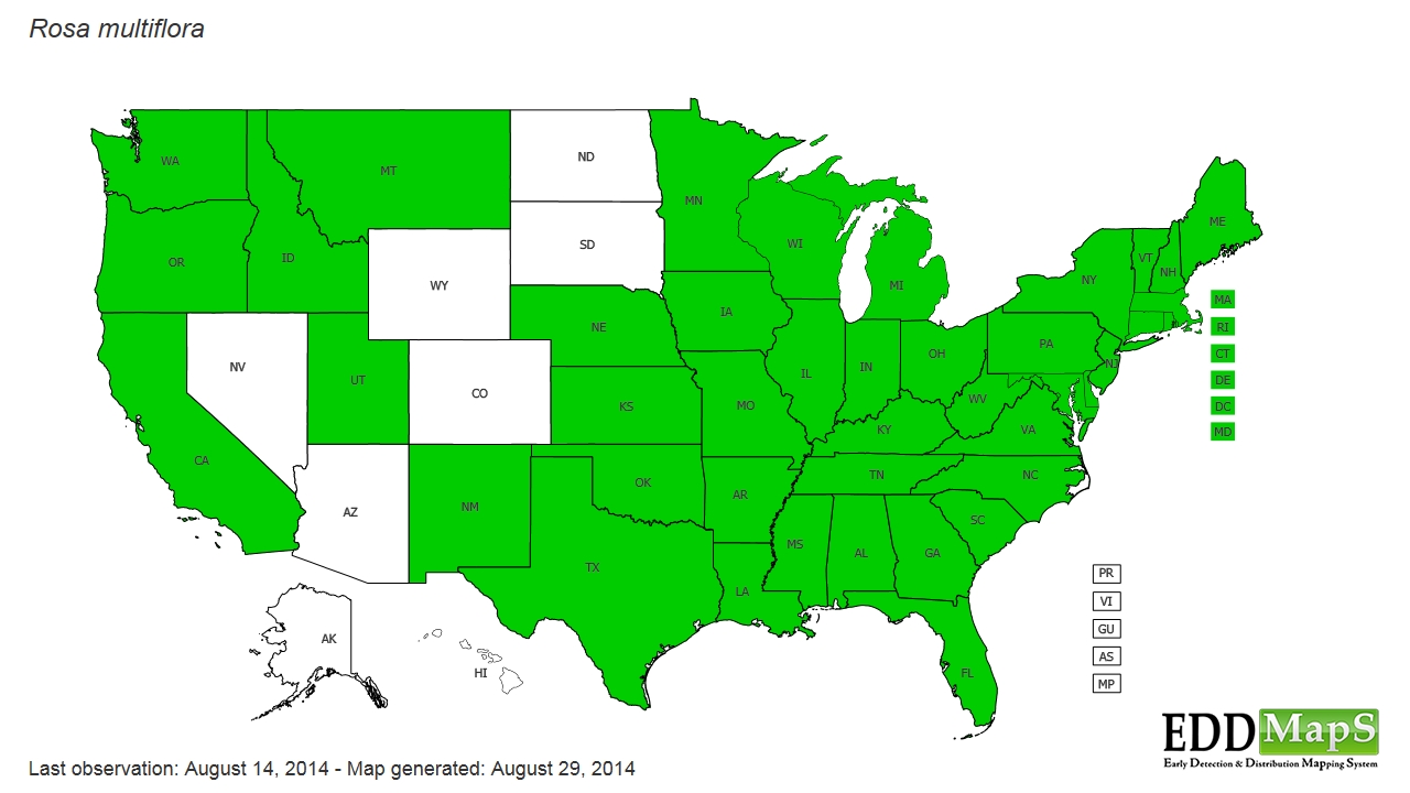 multiflora rose (Rosa multiflora) - EDDMapS State Distribution