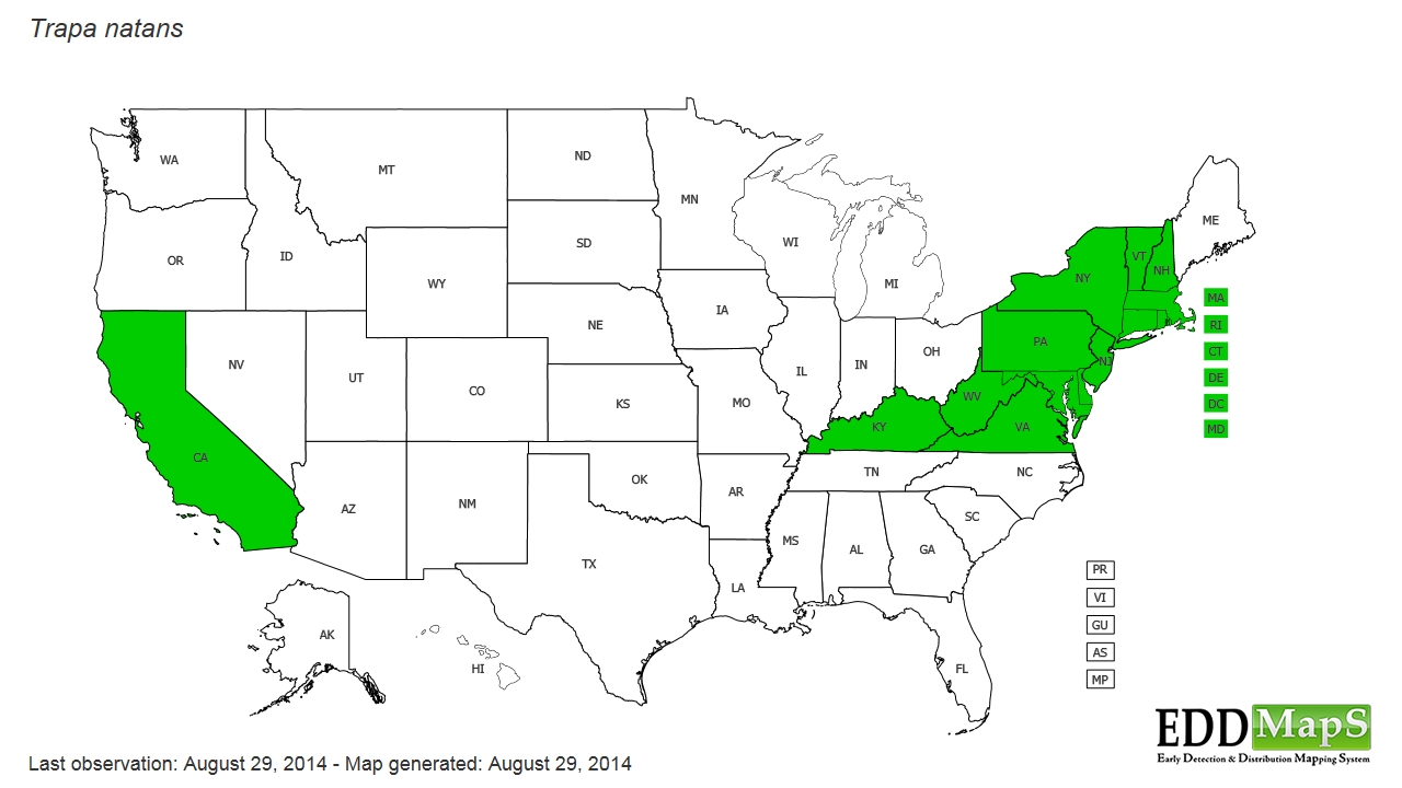 European water chestnut (Trapa natans) - EDDMapS State Distribution
