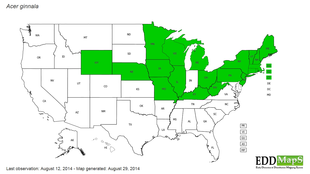 Amur maple (Acer ginnala) - EDDMapS State Distribution