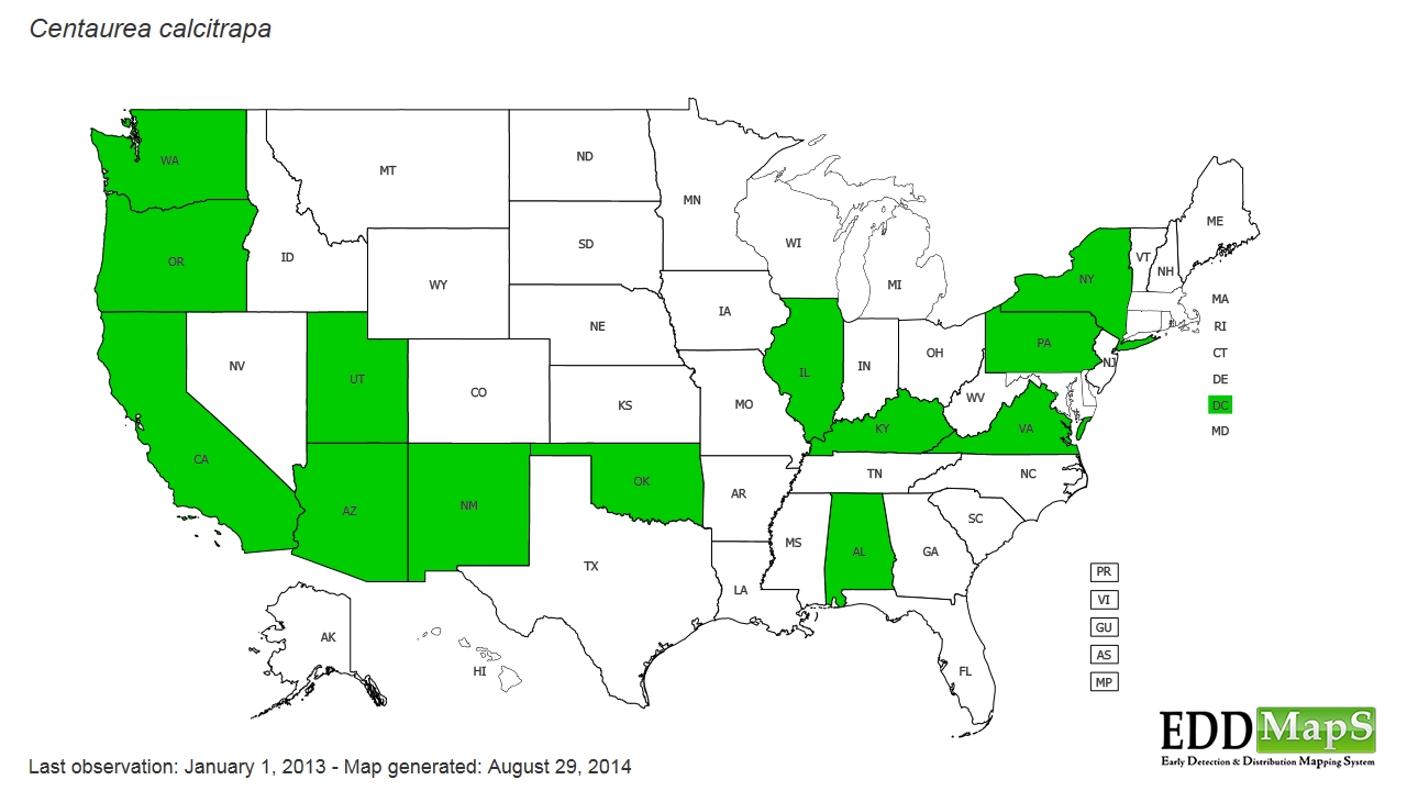 purple starthistle (Centaurea calcitrapa) - EDDMapS State Distribution
