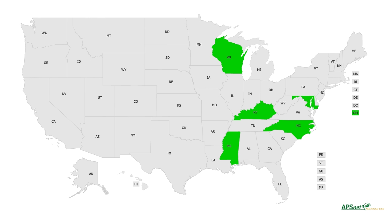 Colletotrichum fungus (Colletotrichum cereale Manns)