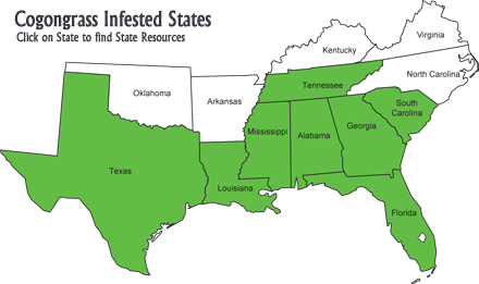Cogongrass, Imperata cylindrica (L.) Beauv. in the Southeast U.S ...