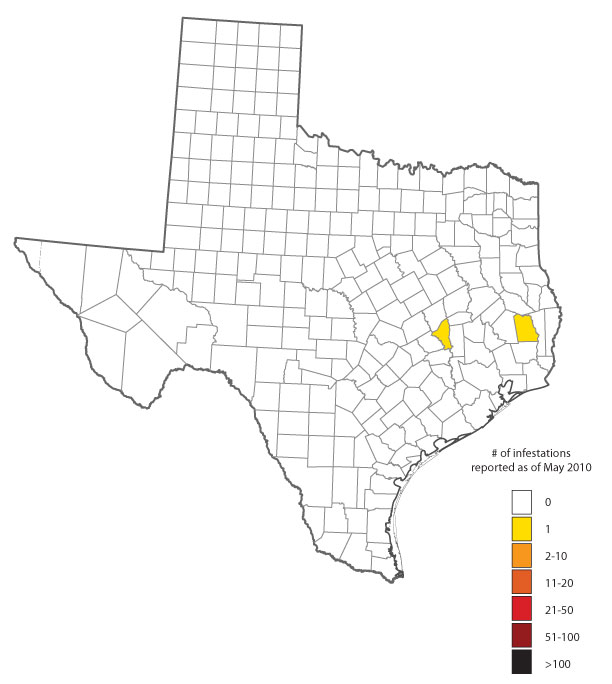 Texas - Cogongrass