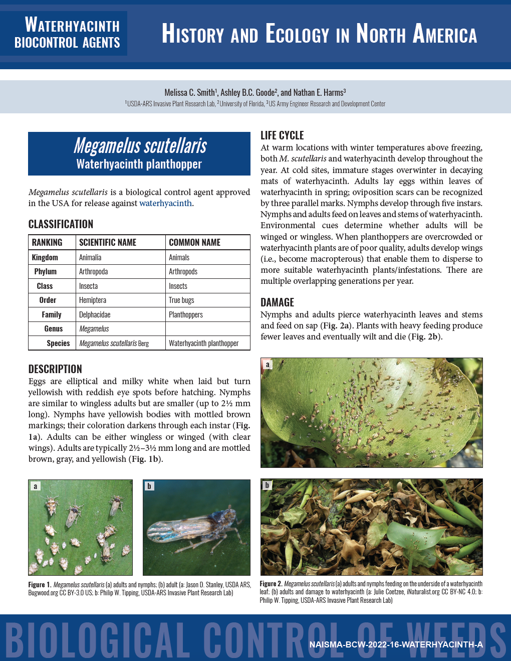 waterhyacinth – IBiocontrol