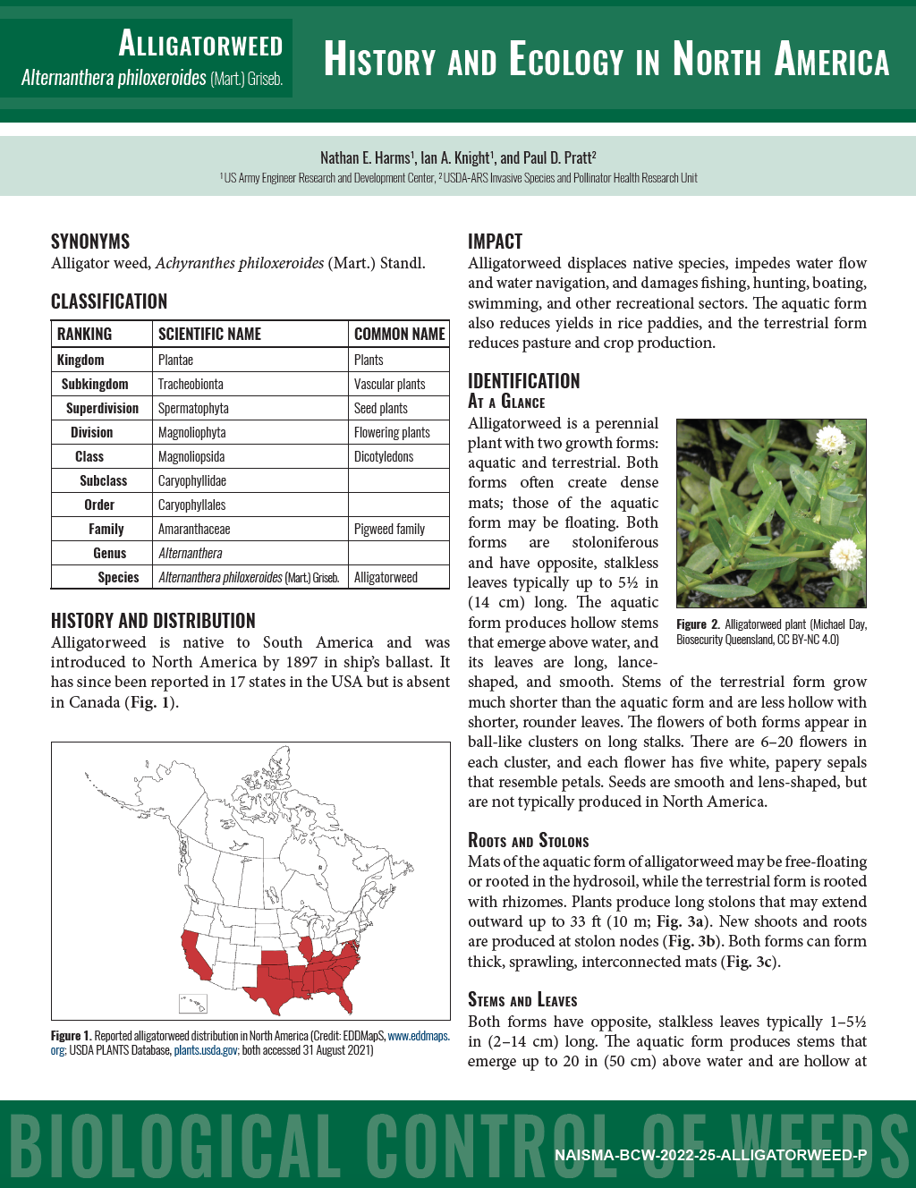 alligatorweed (Alternanthera philoxeroides) - iBiocontrol