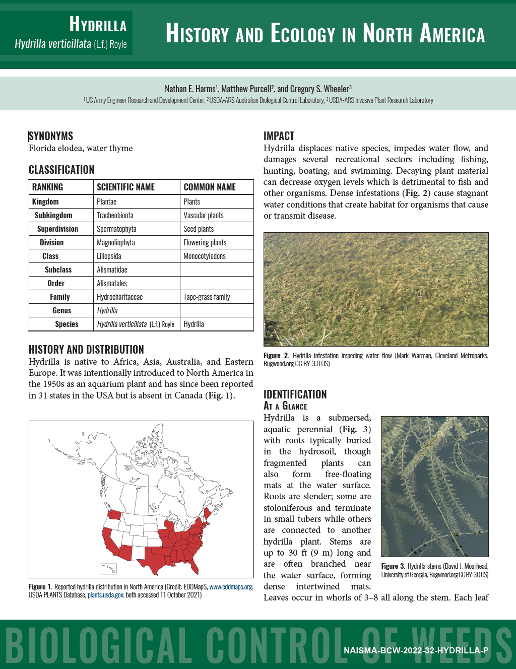 hydrilla – IBiocontrol
