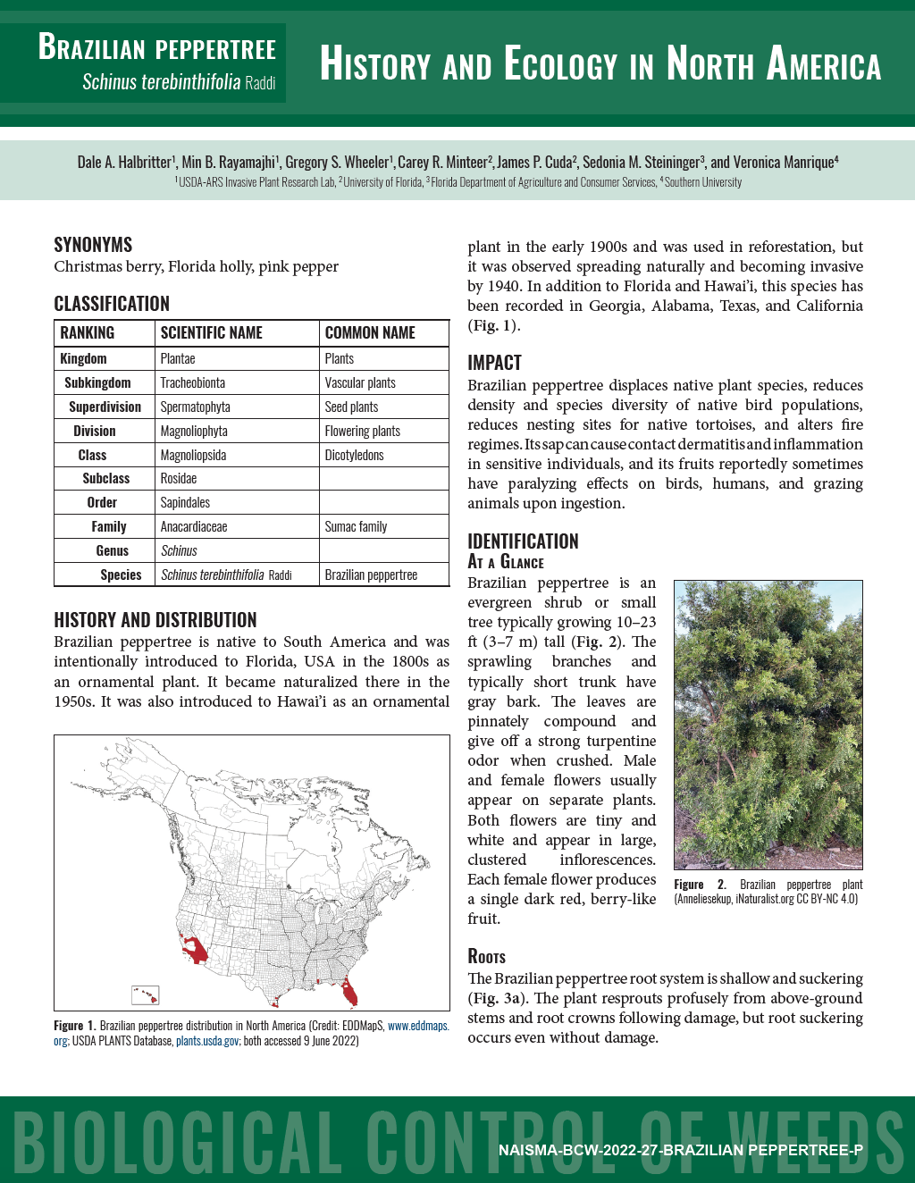Pseudophilothrips ichini – IBiocontrol
