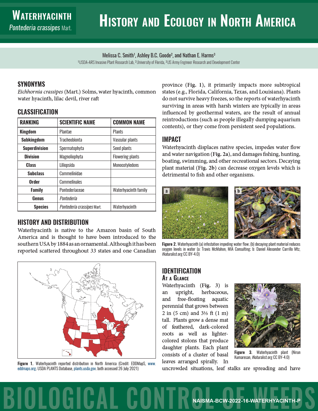 waterhyacinth – IBiocontrol