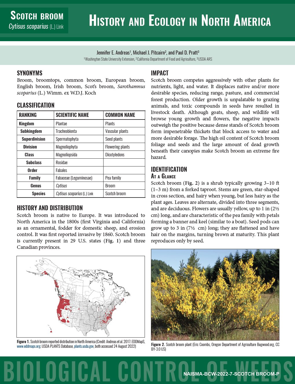 Scotch broom (Cytisus scoparius) - iBiocontrol