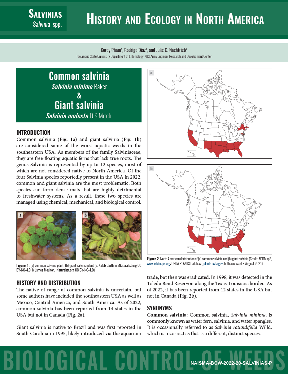 common salvinia (Salvinia minima) - iBiocontrol