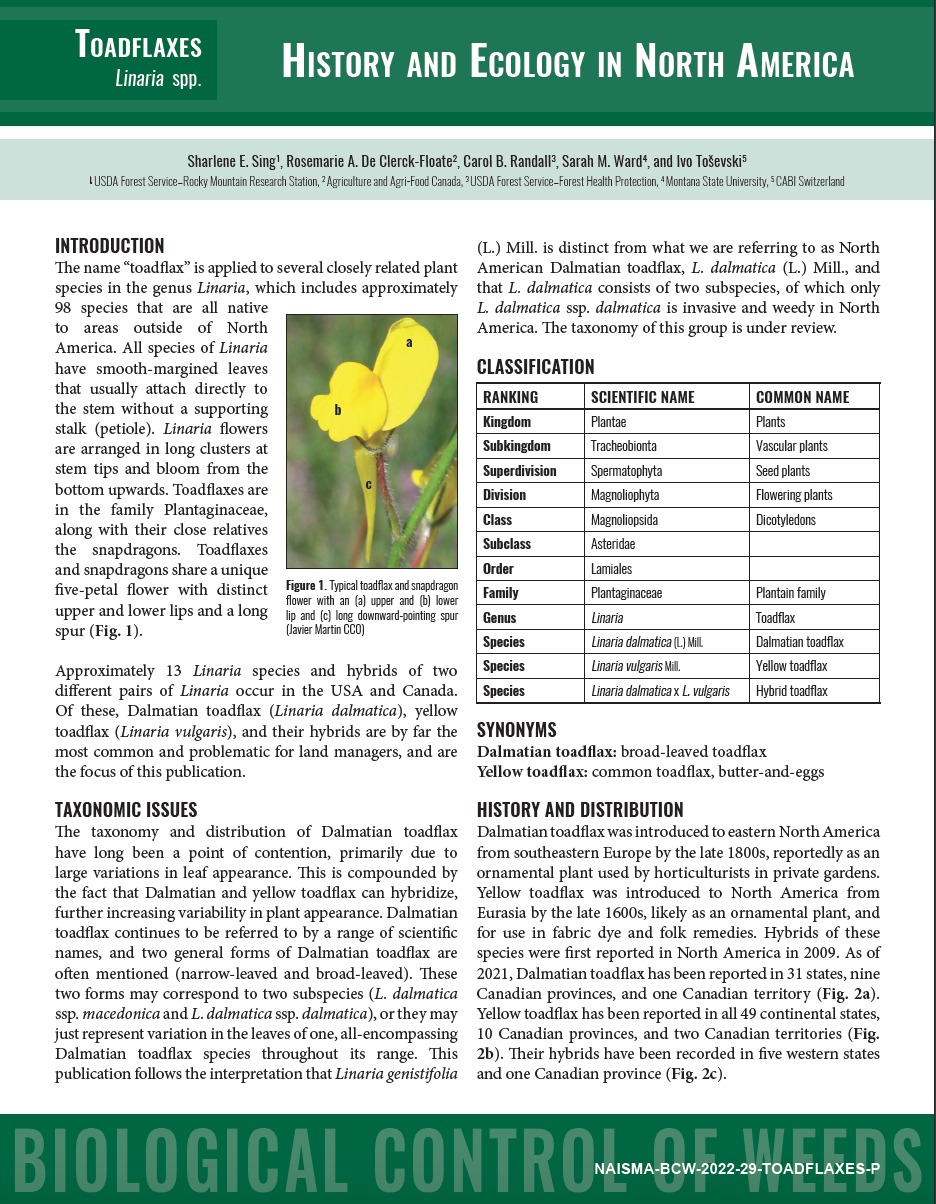 Dalmatian toadflax (Linaria dalmatica) - iBiocontrol