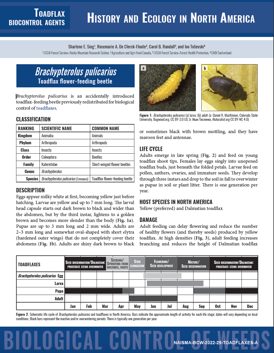 Dalmatian toadflax – IBiocontrol