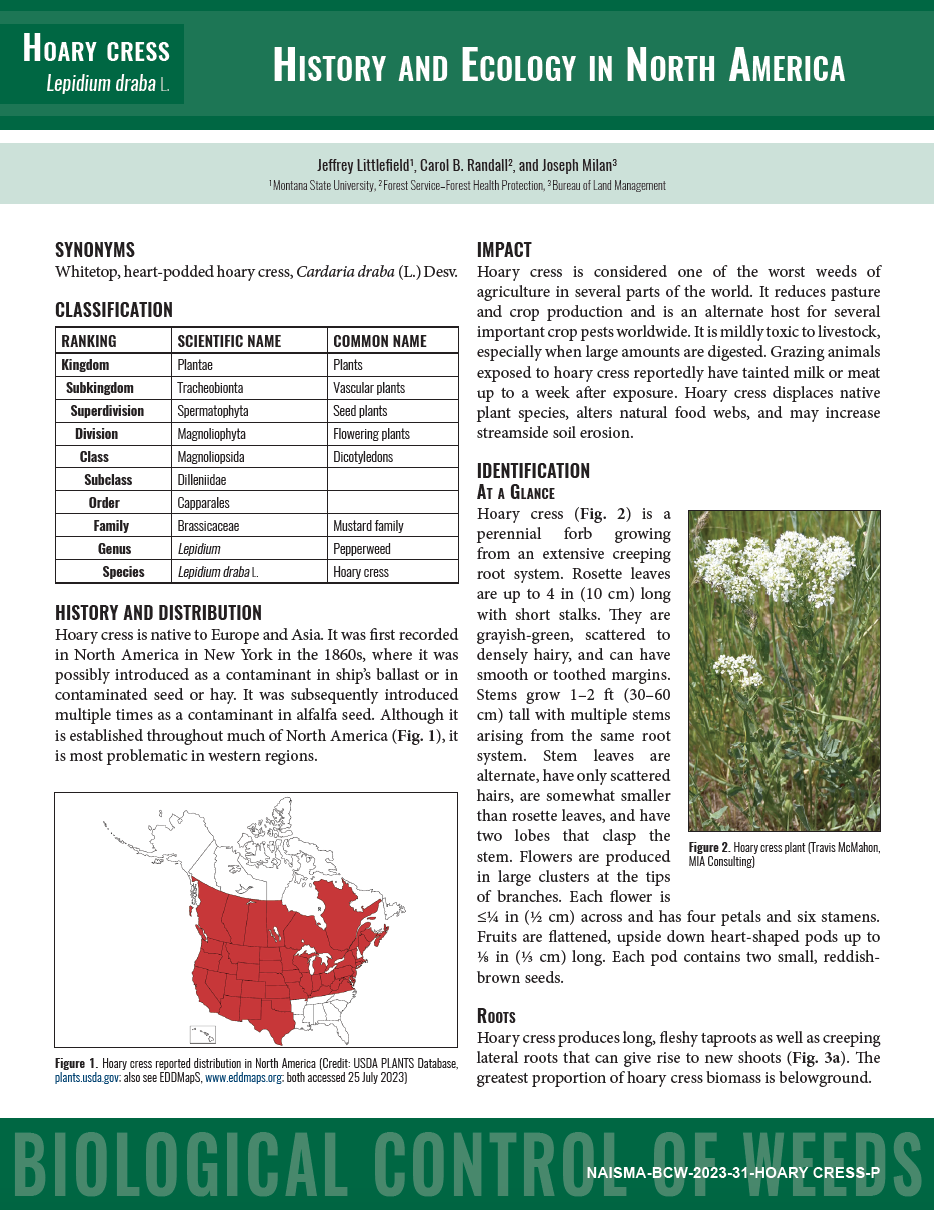hoary cress (Lepidium draba) - iBiocontrol