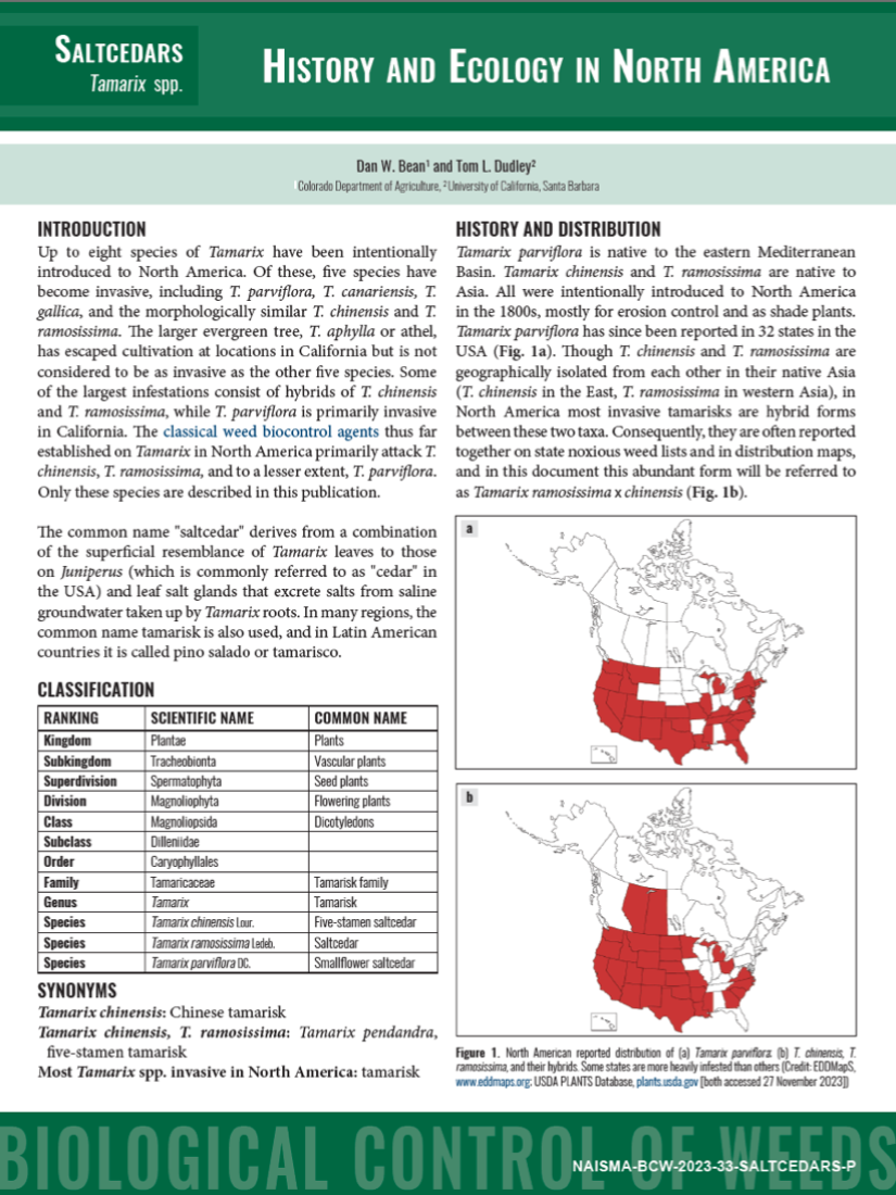 saltcedars (Tamarix species) - iBiocontrol