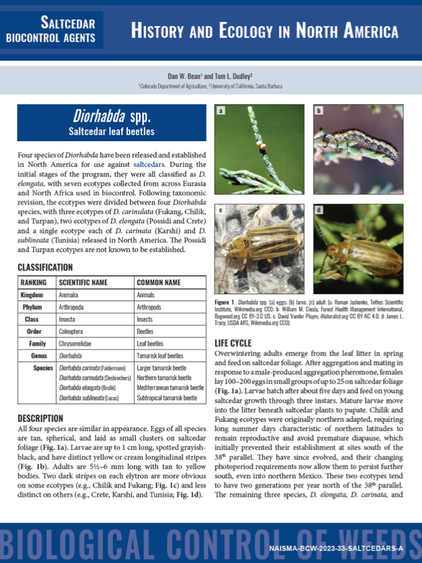 Diorhabda carinulata (Chilik ecotype) - iBiocontrol