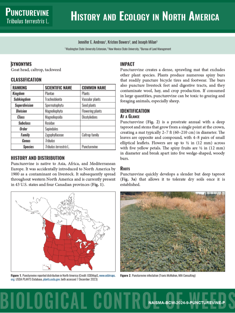 puncturevine – IBiocontrol