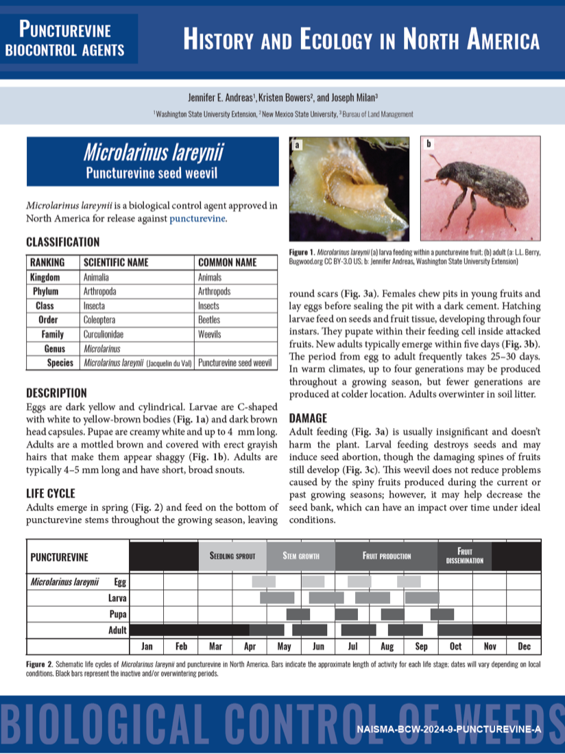 puncturevine – IBiocontrol