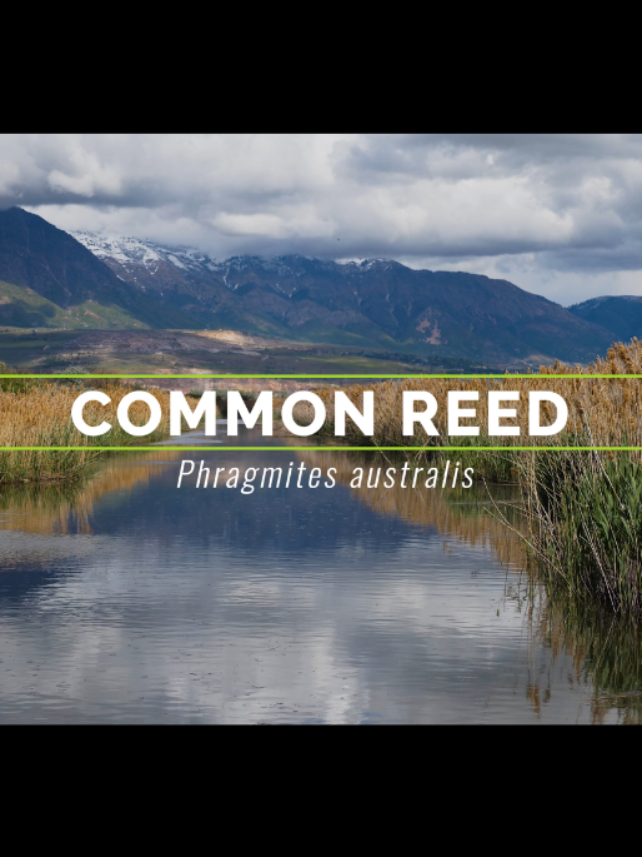 common reed (Phragmites australis) - iBiocontrol