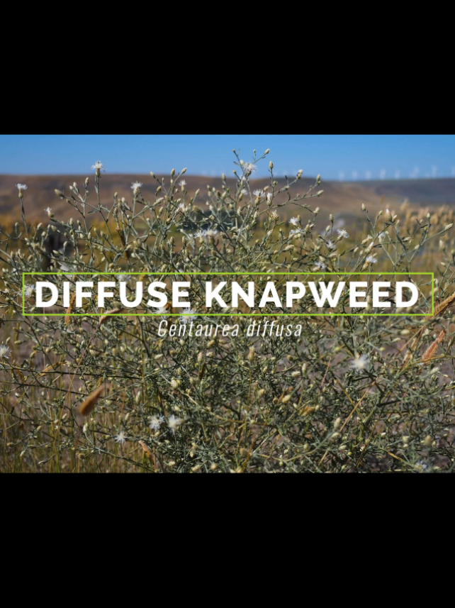 diffuse knapweed (Centaurea diffusa) - iBiocontrol