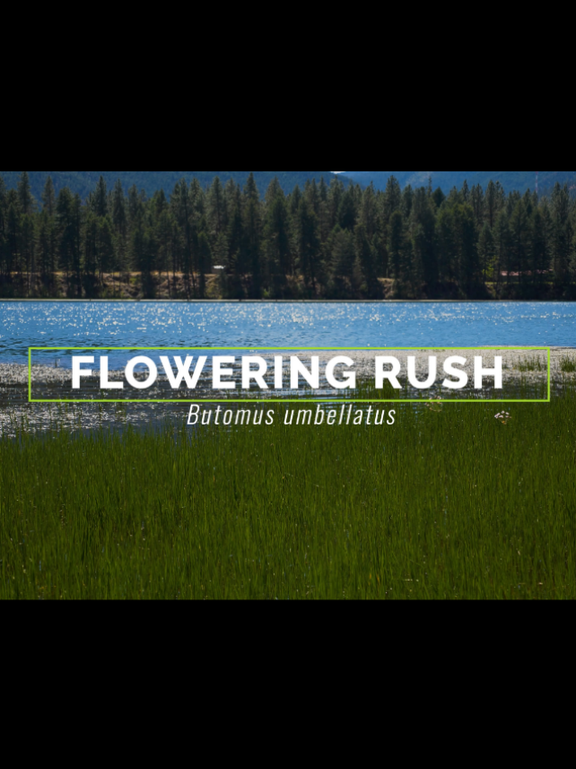 flowering rush (Butomus umbellatus) - iBiocontrol
