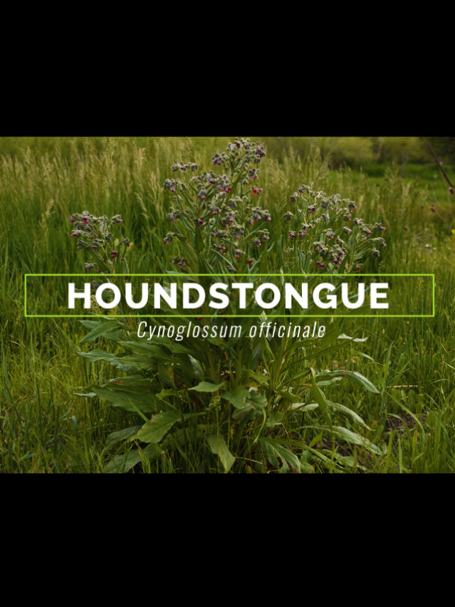 houndstongue – IBiocontrol