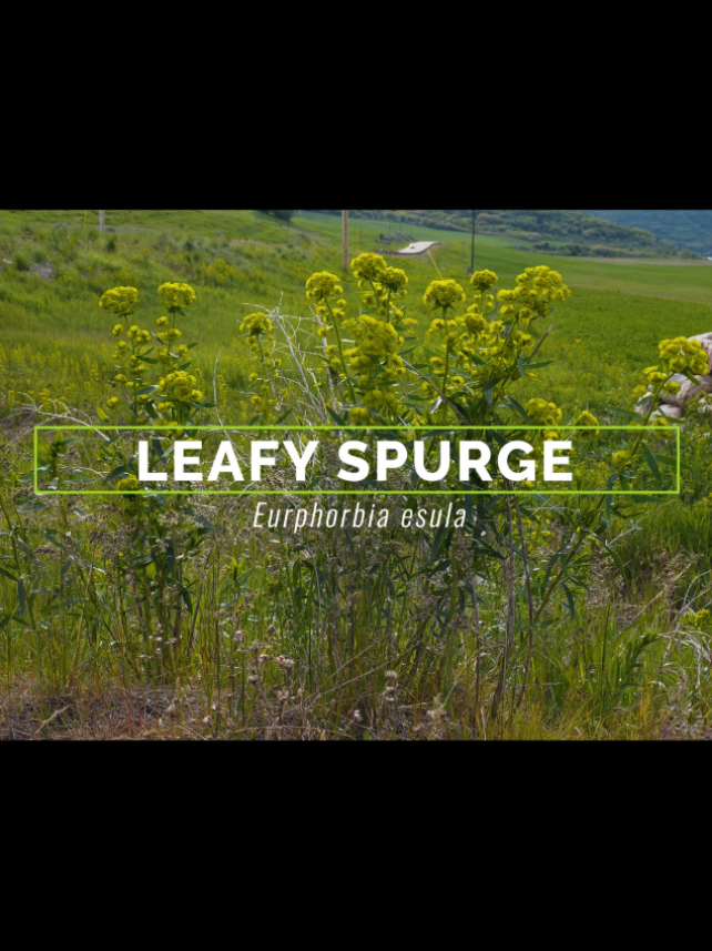 leafy spurge (Euphorbia virgata) - iBiocontrol