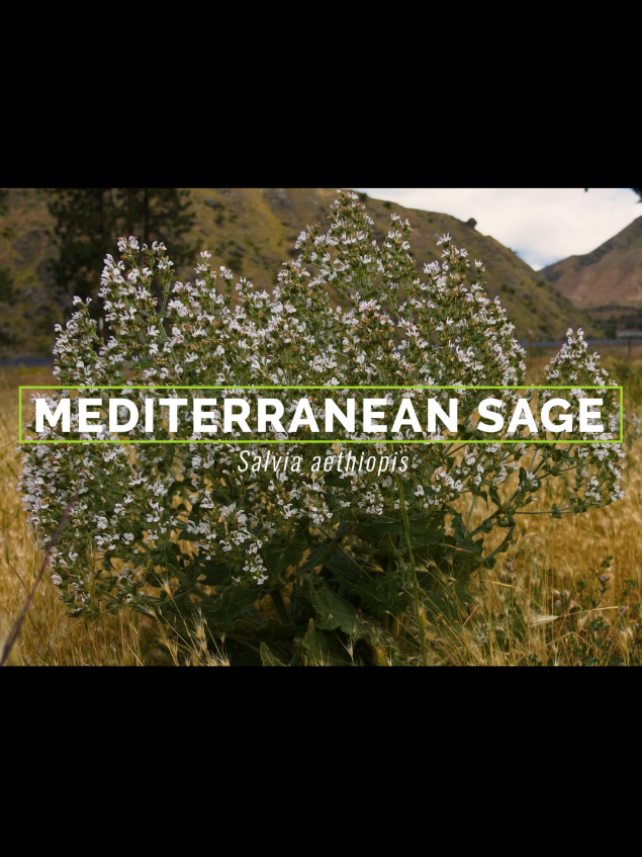 Mediterranean sage (Salvia aethiopis) - iBiocontrol