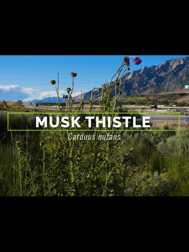 musk thistle (Carduus nutans) - iBiocontrol