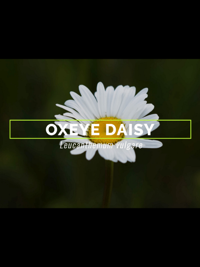 oxeye daisy (Leucanthemum vulgare) - iBiocontrol