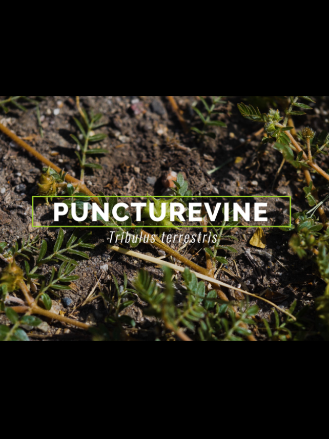 puncturevine (Tribulus terrestris) - iBiocontrol