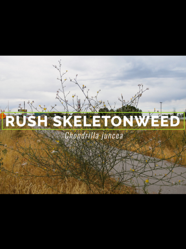 rush skeletonweed (Chondrilla juncea) - iBiocontrol