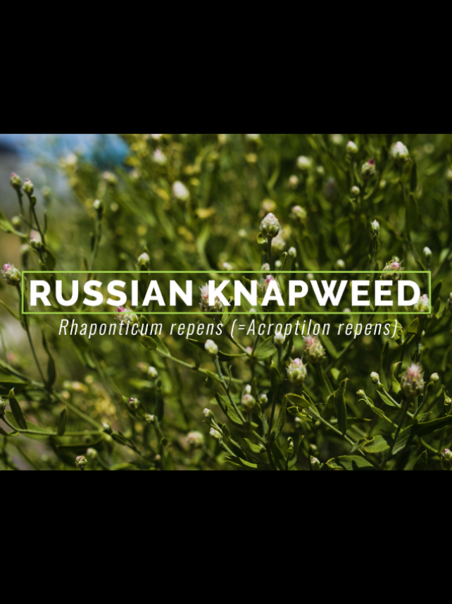 Russian knapweed (Rhaponticum repens) - iBiocontrol