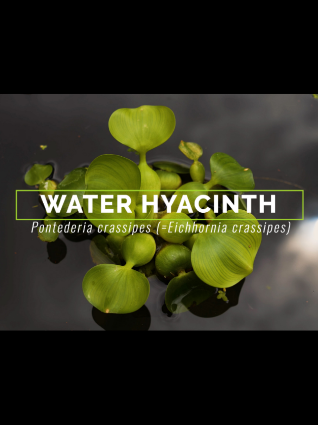 waterhyacinth – IBiocontrol