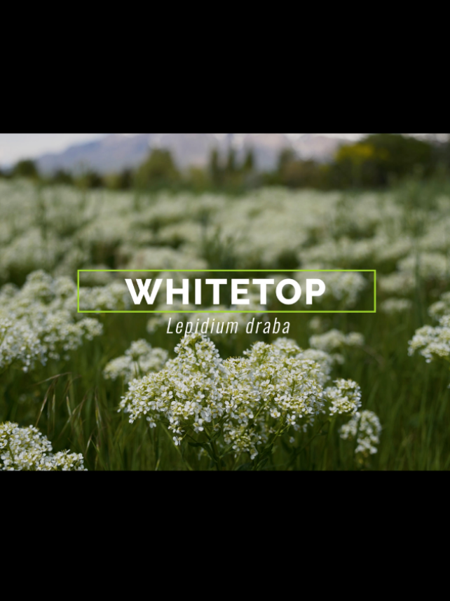 hoary cress (Lepidium draba) - iBiocontrol