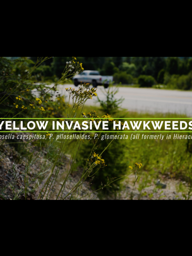 yellow-flowered hawkweeds (Pilosella complex) - iBiocontrol
