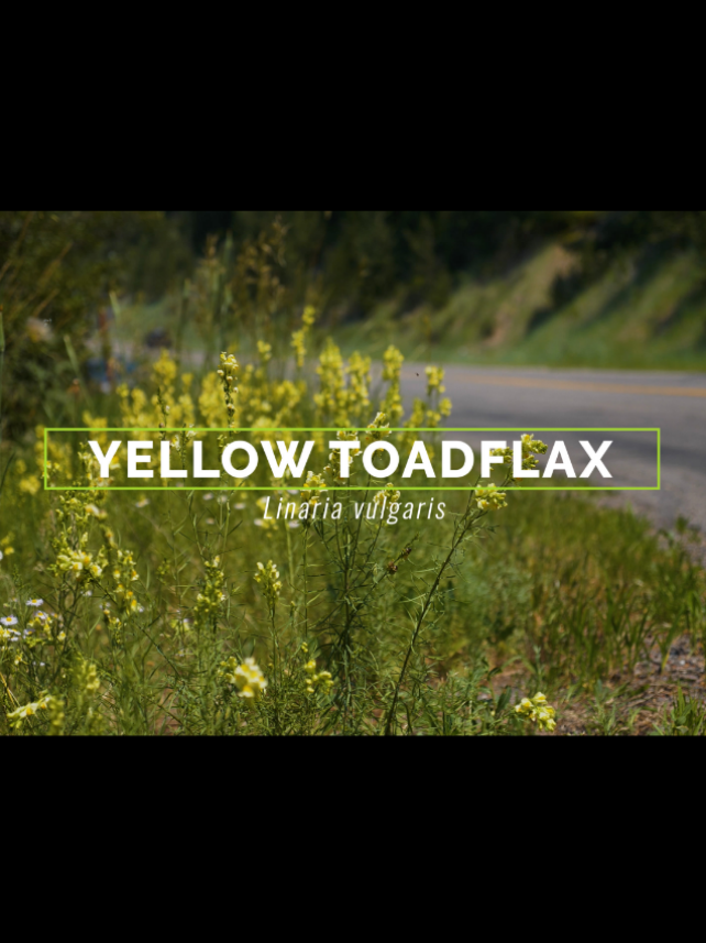 yellow toadflax (Linaria vulgaris) - iBiocontrol