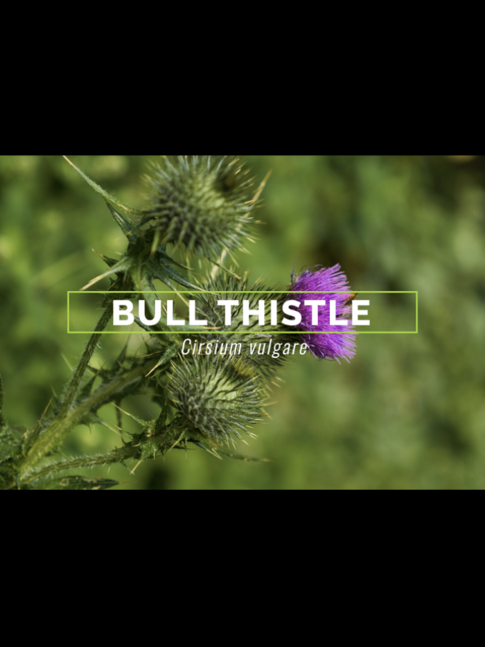 bull thistle (Cirsium vulgare) - iBiocontrol
