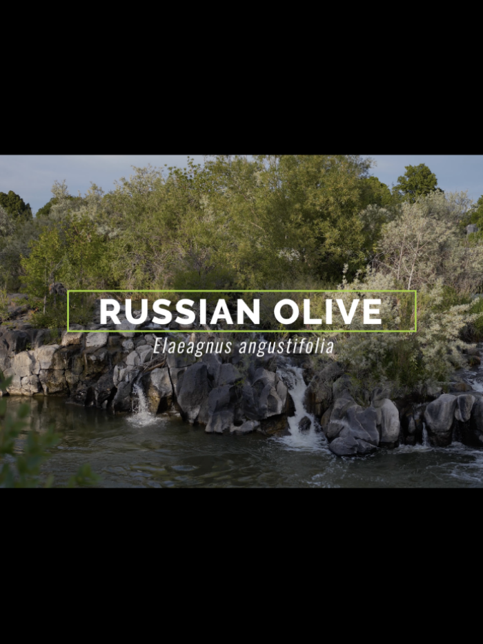 Russian olive (Elaeagnus angustifolia) - iBiocontrol
