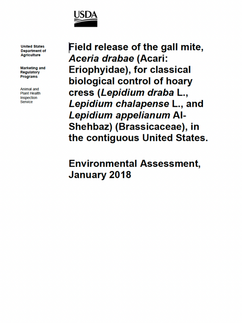 hoary cress (Lepidium draba) - iBiocontrol