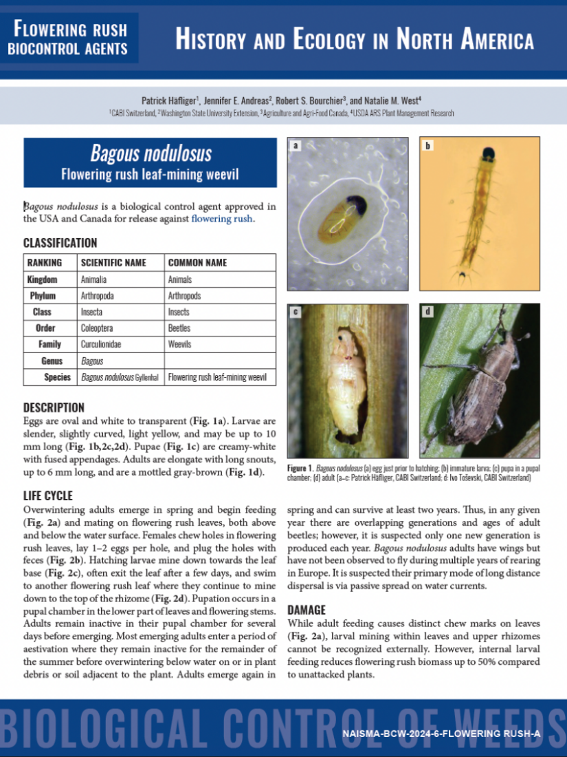 Bagous nodulosus - iBiocontrol