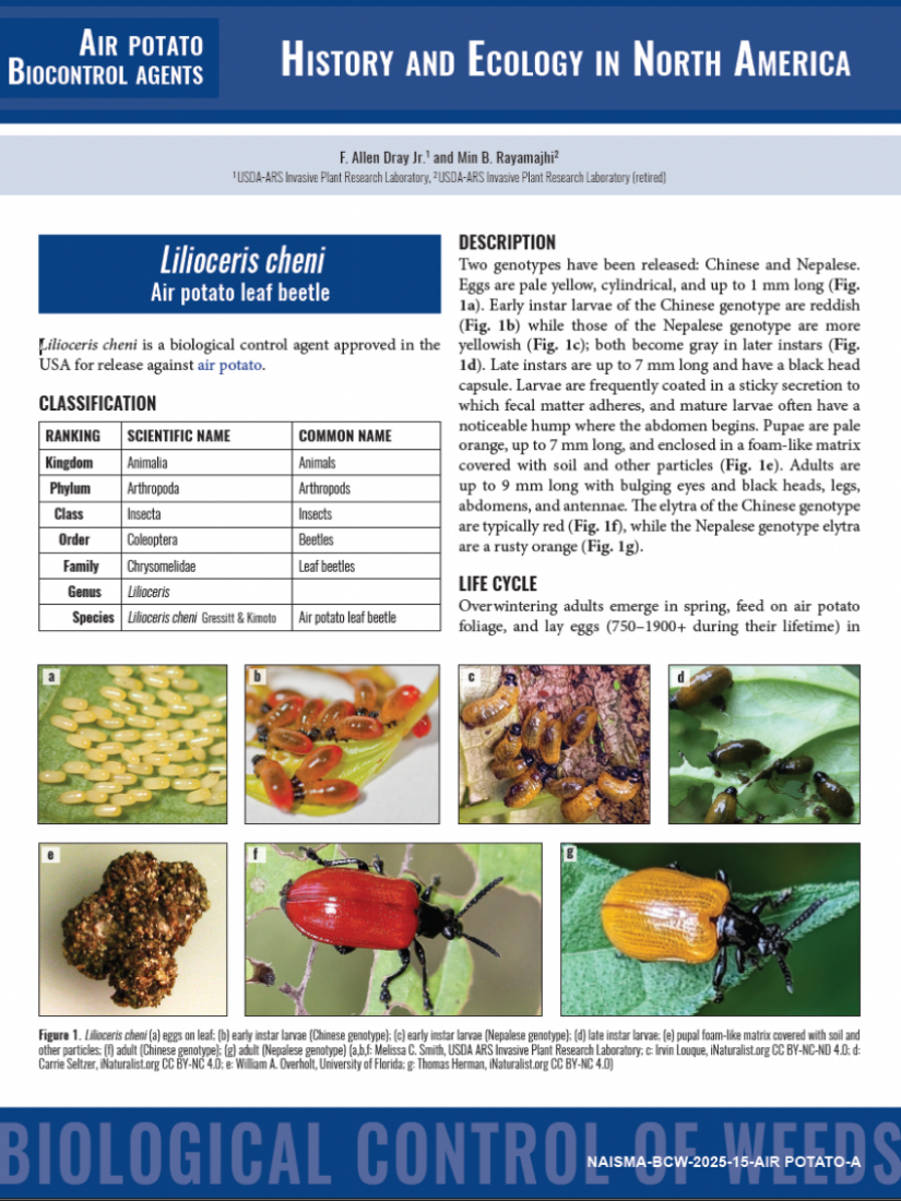 air potato – IBiocontrol